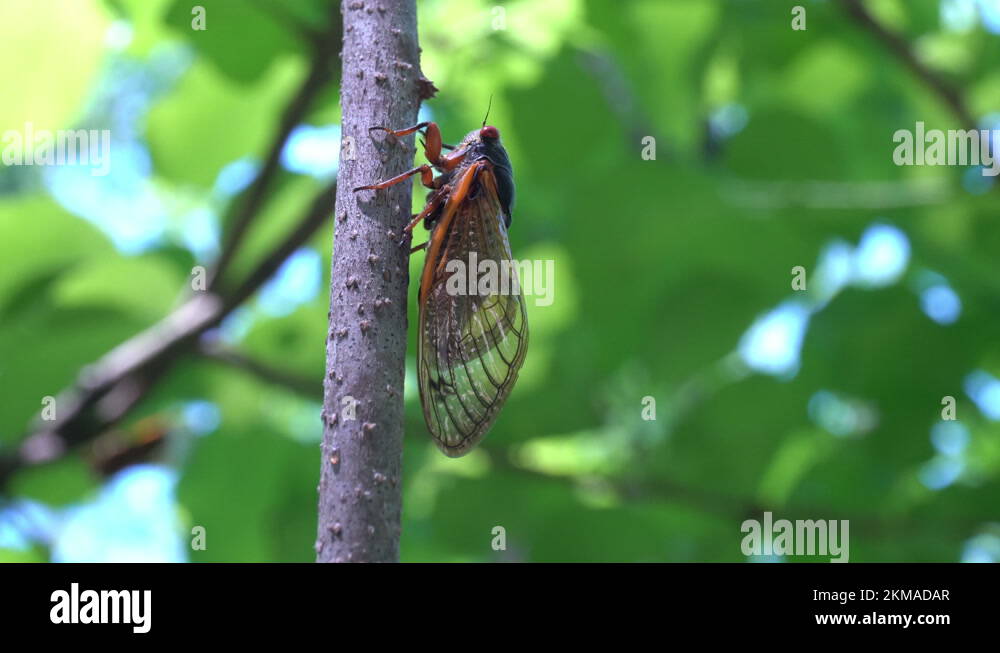 Cicada brood Stock Videos & Footage - HD and 4K Video Clips - Alamy
