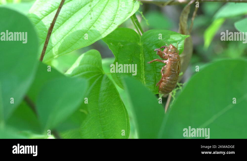 Nymph shell Stock Videos & Footage - HD and 4K Video Clips - Alamy