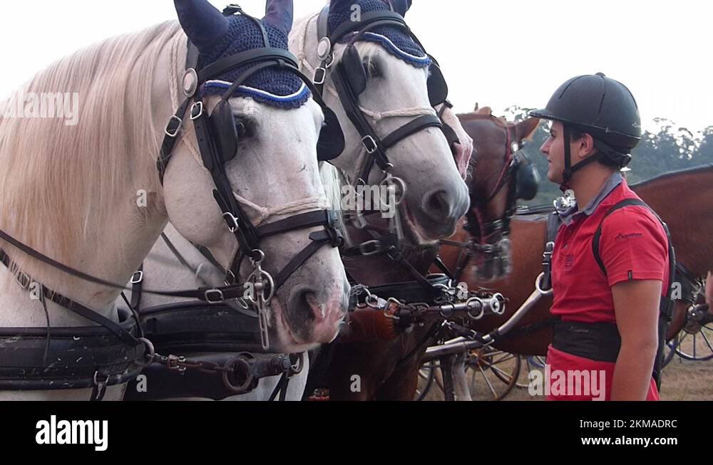 Jockey horses Stock Videos & Footage - HD and 4K Video Clips - Alamy