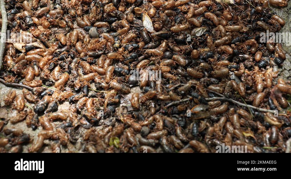 Piles of Cicada exoskeletons lying on the ground Stock Video Footage ...