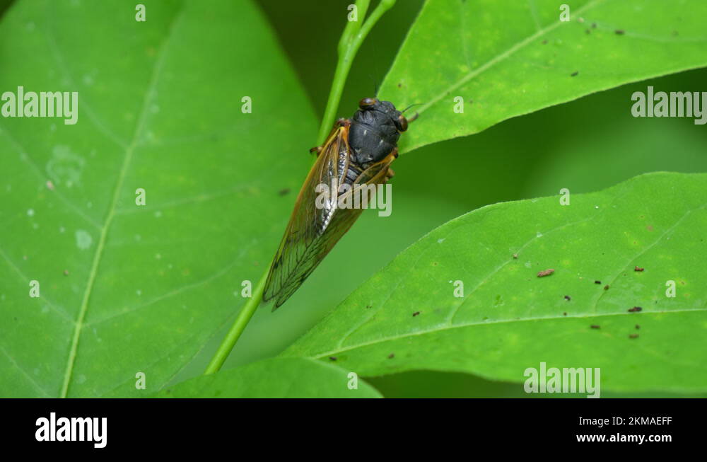 2021 cicadas Stock Videos & Footage - HD and 4K Video Clips - Alamy
