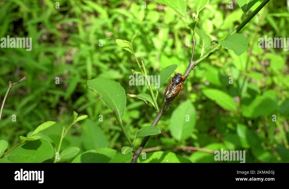 Tree of the year 2021 Stock Videos & Footage - HD and 4K Video Clips ...