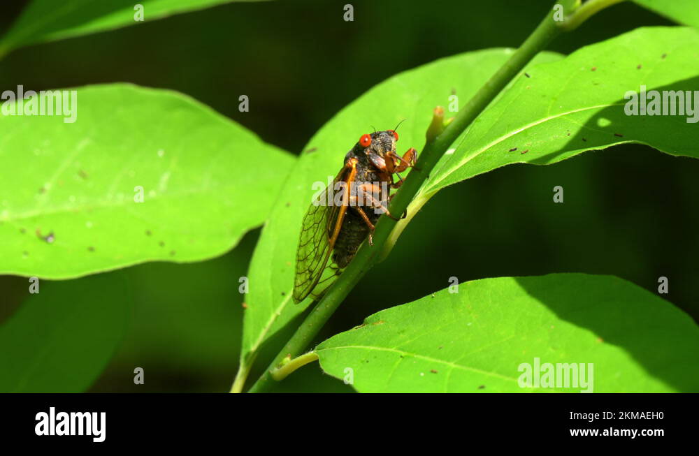 Brood x Stock Videos & Footage - HD and 4K Video Clips - Alamy