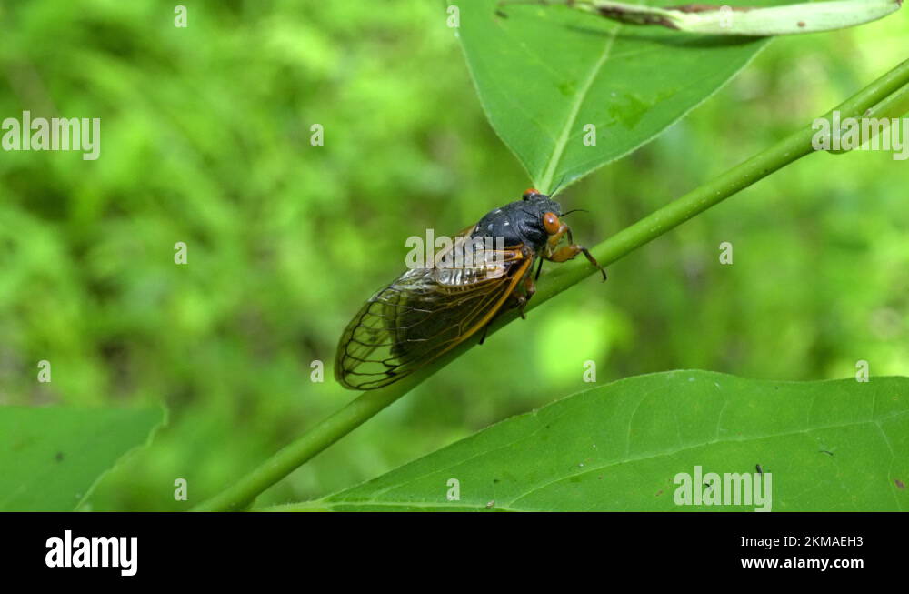 17 year periodical cicada Stock Videos & Footage - HD and 4K Video ...