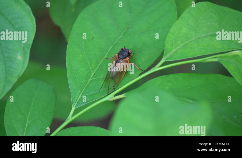 Brood X cicada rests on broad-leafed plant Stock Video Footage - Alamy