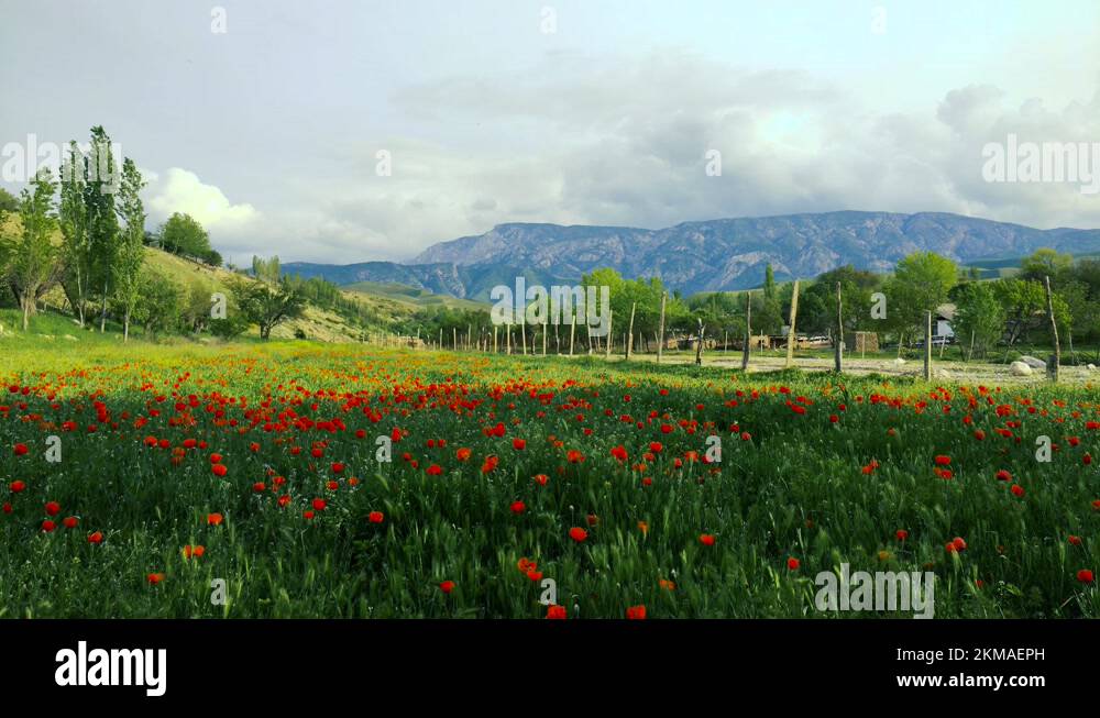 Green and red nature Stock Videos & Footage - HD and 4K Video Clips - Alamy