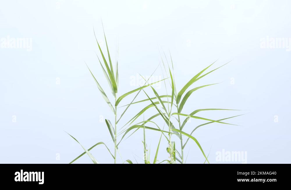 Giant reed grass Stock Videos & Footage - HD and 4K Video Clips - Alamy