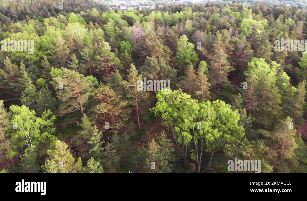 Mixed tree Stock Videos & Footage - HD and 4K Video Clips - Alamy