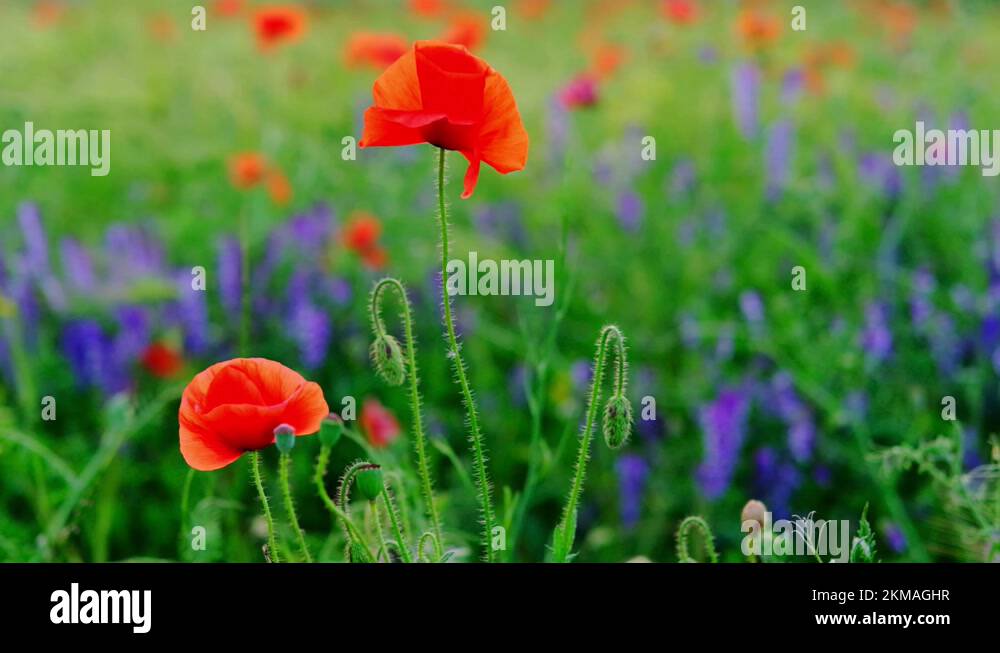 Poppy coloured Stock Videos & Footage - HD and 4K Video Clips - Alamy