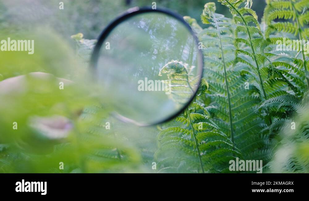 Hand flora Stock Videos & Footage - HD and 4K Video Clips - Alamy