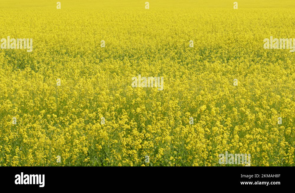 Rapeseed seed Stock Videos & Footage - HD and 4K Video Clips - Alamy