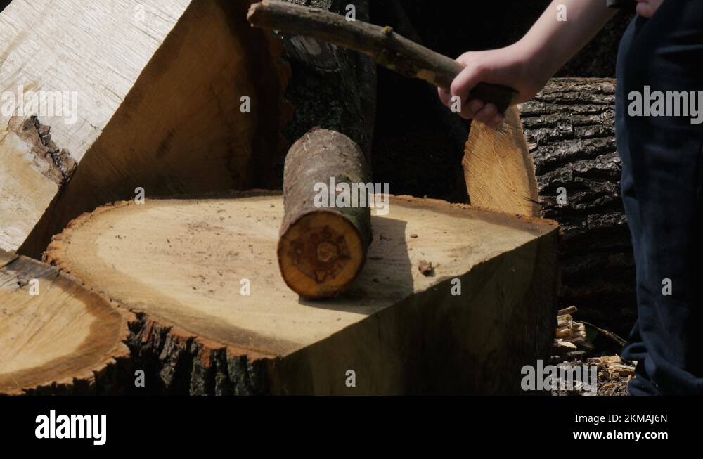 Sawmill. Log cut trees. The boy knocks with a stick on a log of a tree ...