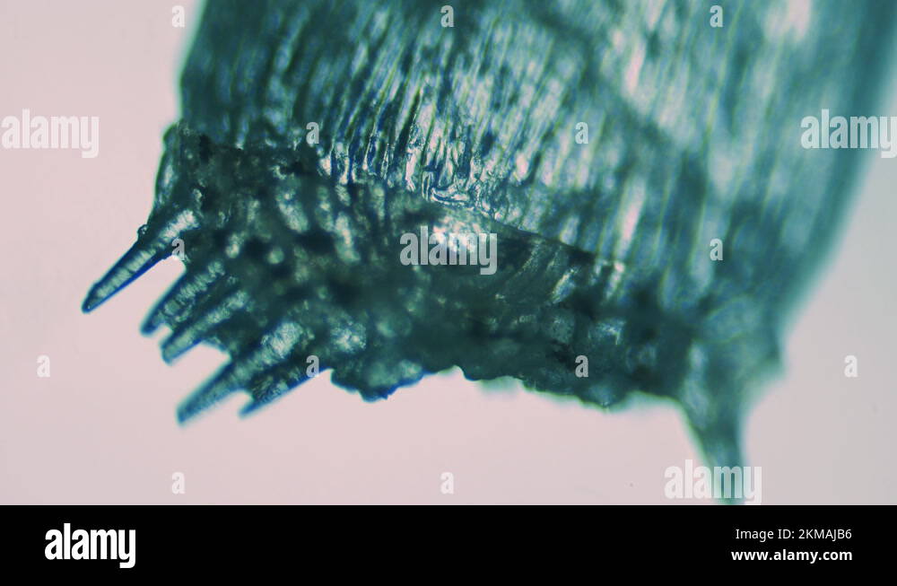 Palaeobiology Stock Videos & Footage - HD and 4K Video Clips - Alamy