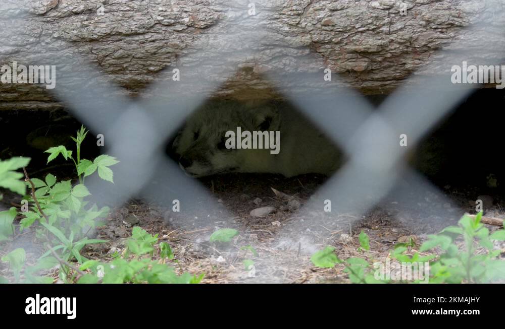 Miserable animals Stock Videos & Footage - HD and 4K Video Clips - Alamy