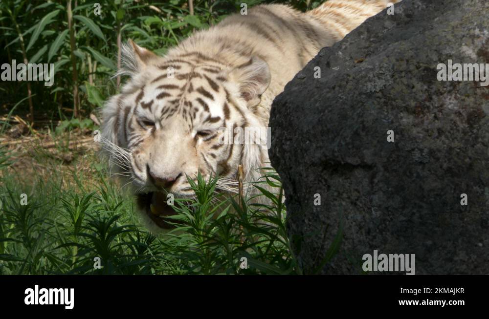 White Bengal tiger chewing on carcass - Static close up shot in 4k ...