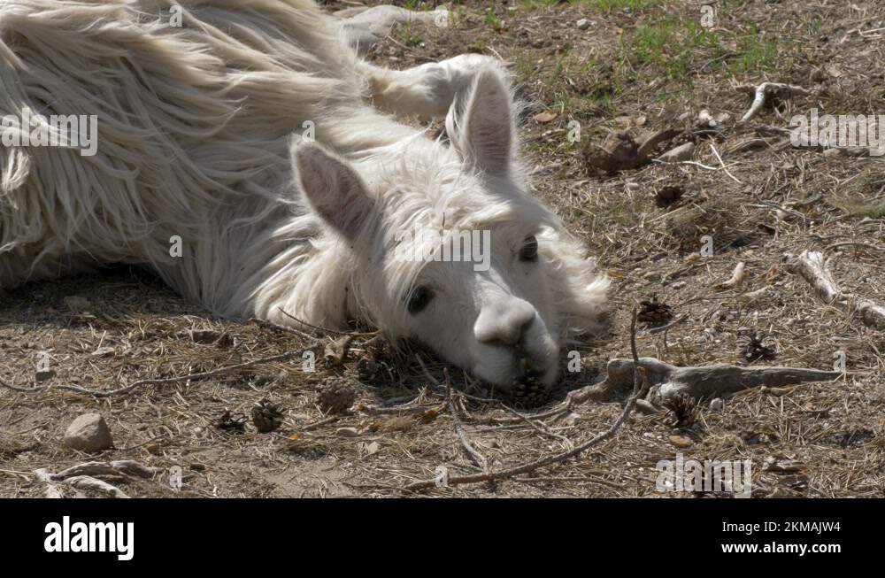 Exhausted dehydrated alpaca laying on the ground- medium static shot ...