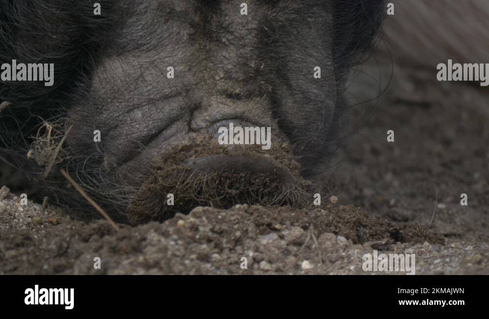 Extreme close up of black mini pig digging with snout for food Stock ...