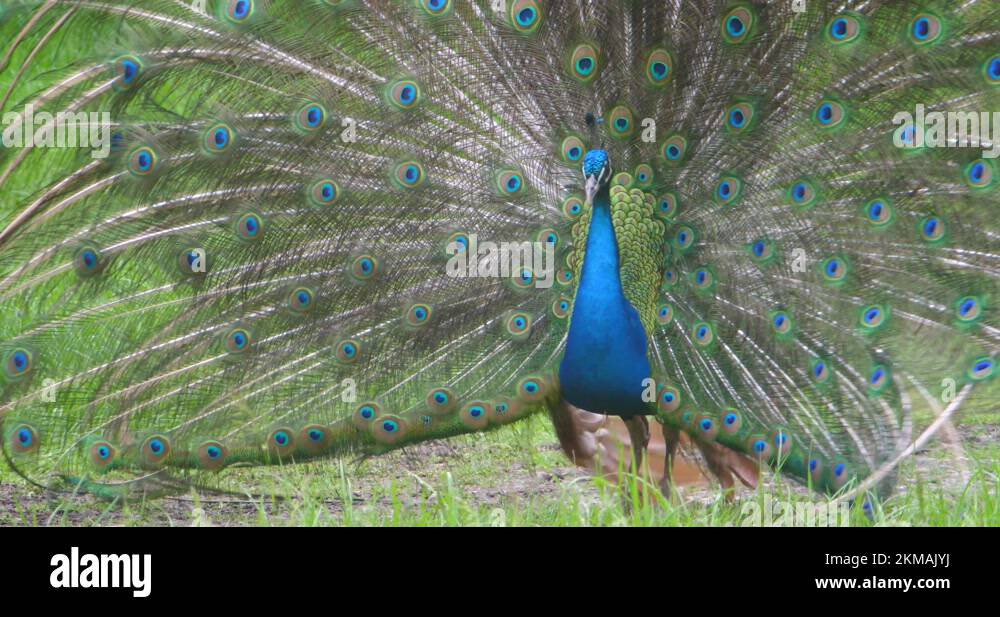 Peacock circles from left to right showing his shaking tail feathers ...