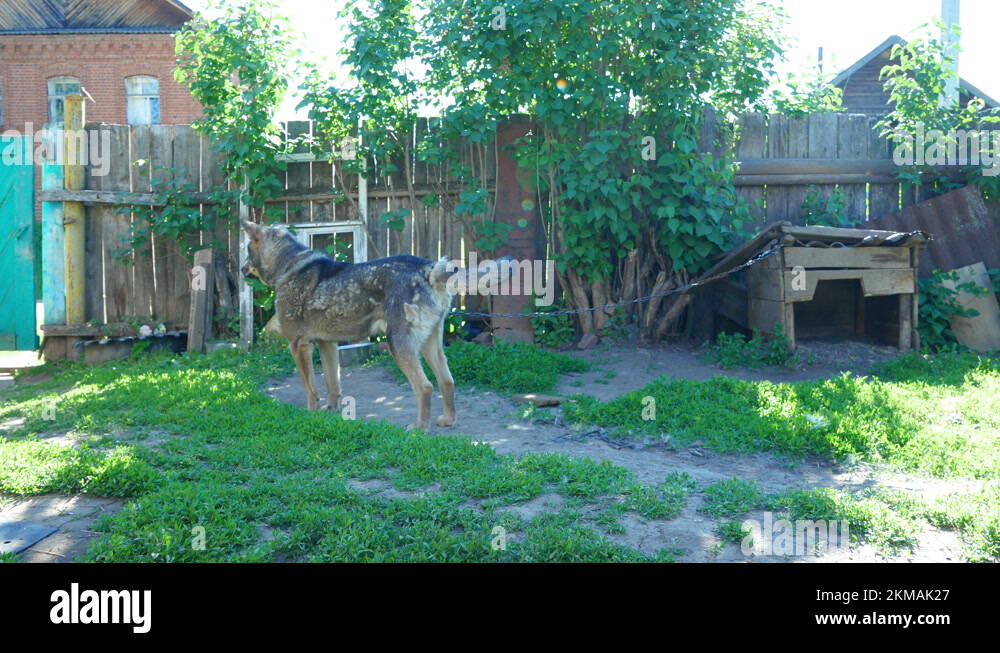 Shedding of tail Stock Videos & Footage - HD and 4K Video Clips - Alamy