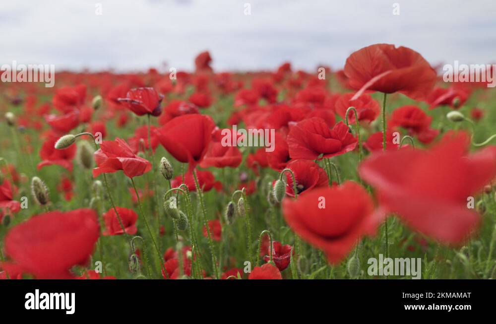Walk in the poppy field. Camera moves between the flowers of red ...