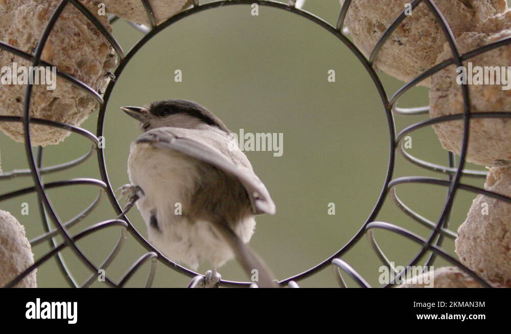 Fat balls in feeder Stock Videos & Footage - HD and 4K Video Clips - Alamy