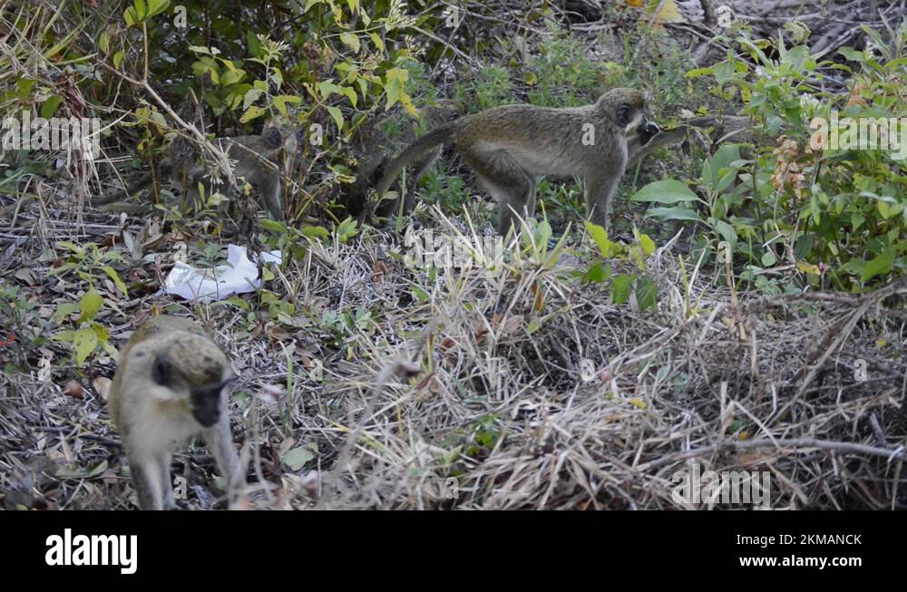 Monkey bear texture Stock Videos & Footage - HD and 4K Video Clips - Alamy