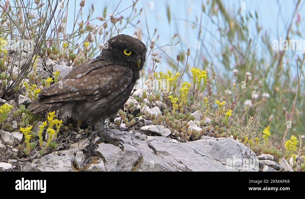 Melanic form Stock Videos & Footage - HD and 4K Video Clips - Alamy