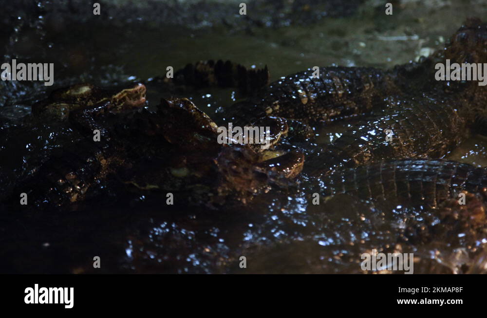 Crocodile lizards Stock Videos & Footage - HD and 4K Video Clips - Alamy