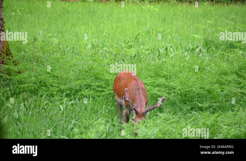 Roe deer eating grass Stock Videos & Footage - HD and 4K Video Clips ...