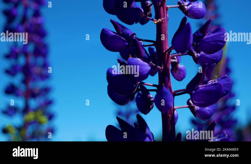 Nitrogen fixation from air. Natural enrichment of the soil with mineral ...