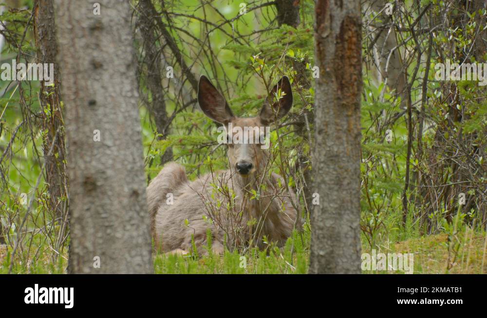 Deer laying down Stock Videos & Footage - HD and 4K Video Clips - Alamy