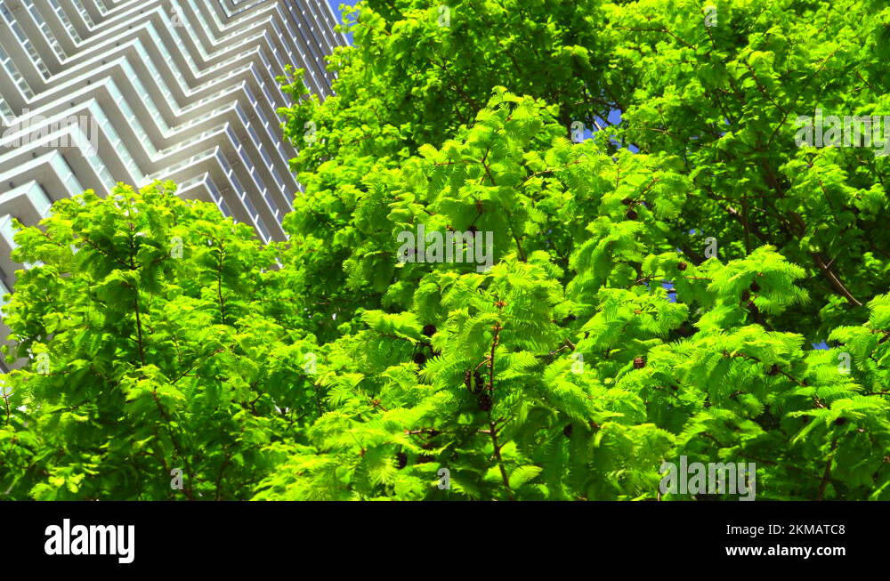 Fresh greenery Stock Videos & Footage - HD and 4K Video Clips - Alamy