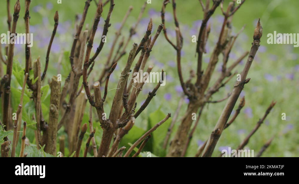 Hairworm Stock Videos & Footage - HD and 4K Video Clips - Alamy