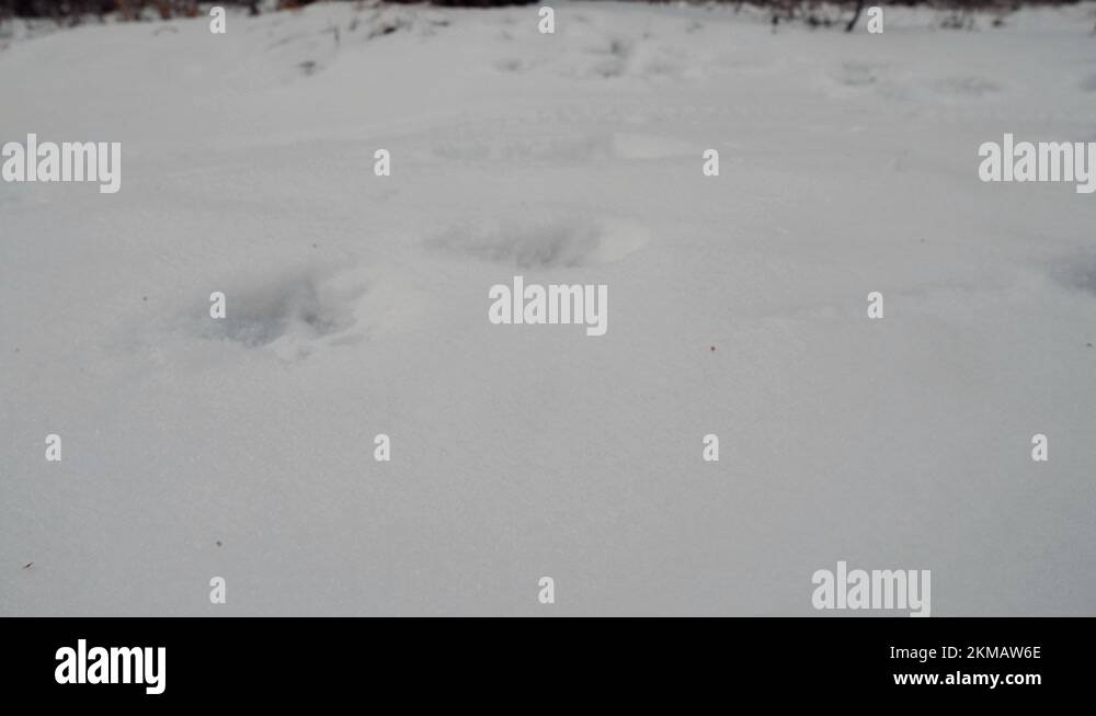 Animal trail Stock Videos & Footage - HD and 4K Video Clips - Alamy