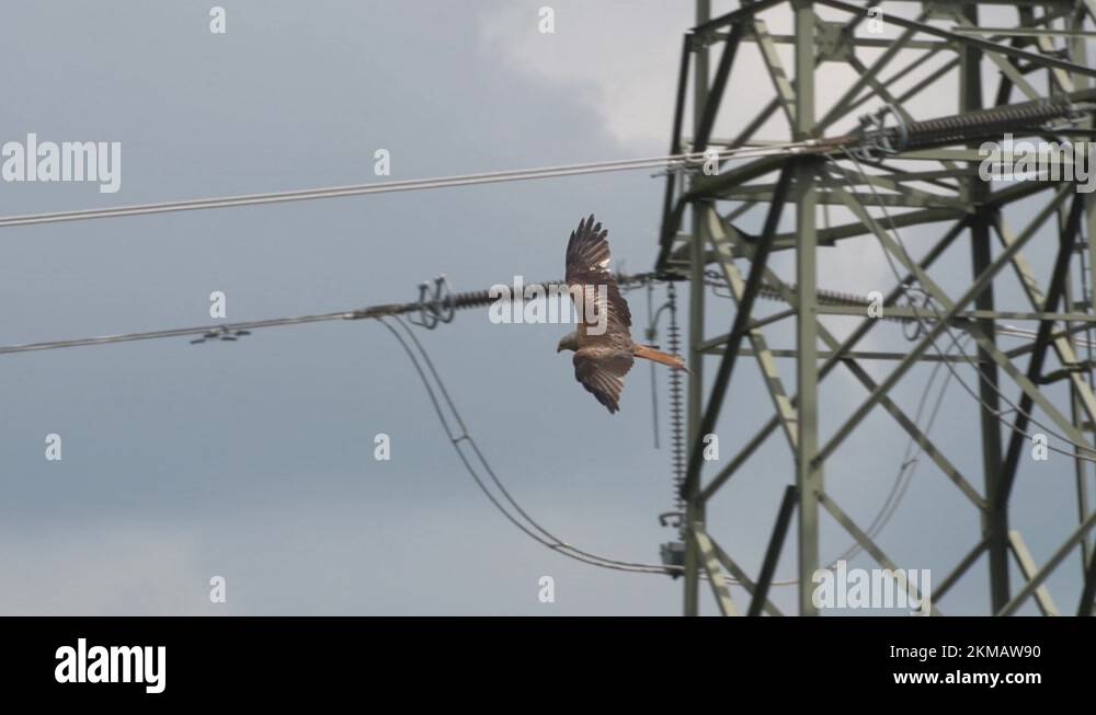 Kite milan Stock Videos & Footage - HD and 4K Video Clips - Alamy