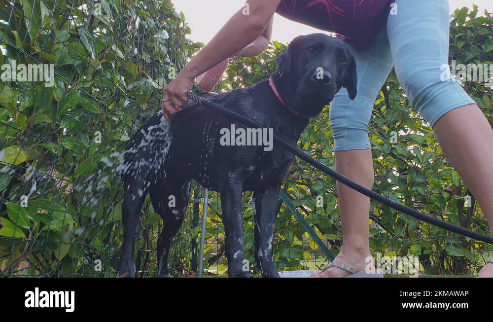 Soap black and Stock Videos & Footage - HD and 4K Video Clips - Alamy