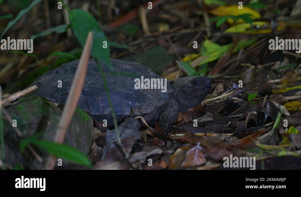 Emys tortoise Stock Videos & Footage - HD and 4K Video Clips - Alamy