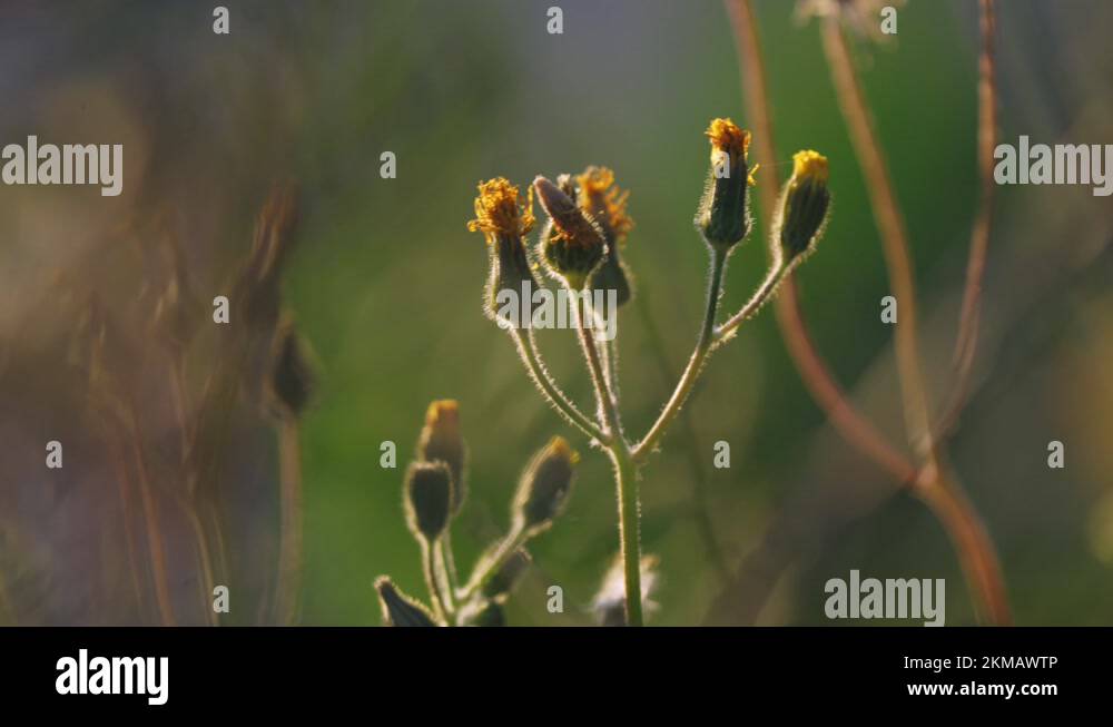 Plant hypochaeris radicata Stock Videos & Footage - HD and 4K Video ...