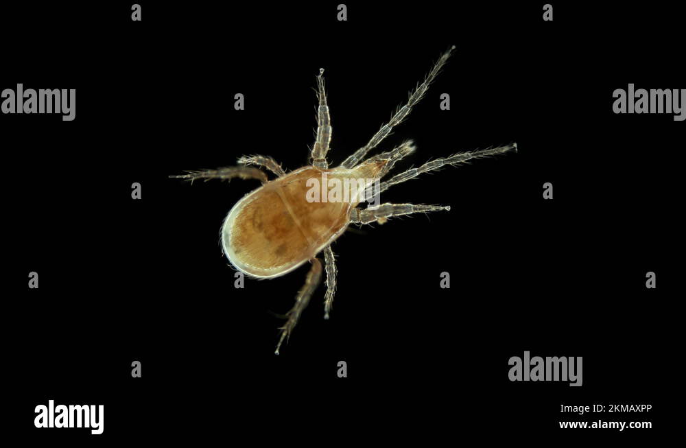 Predatory mite (acari) under a microscope, Parasitidae family Stock ...
