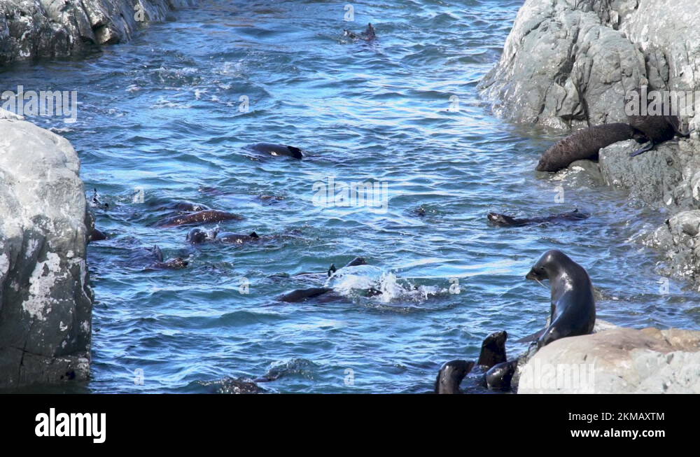 New Zealand fur seal pups learning to swim in a rockpool Stock Video ...