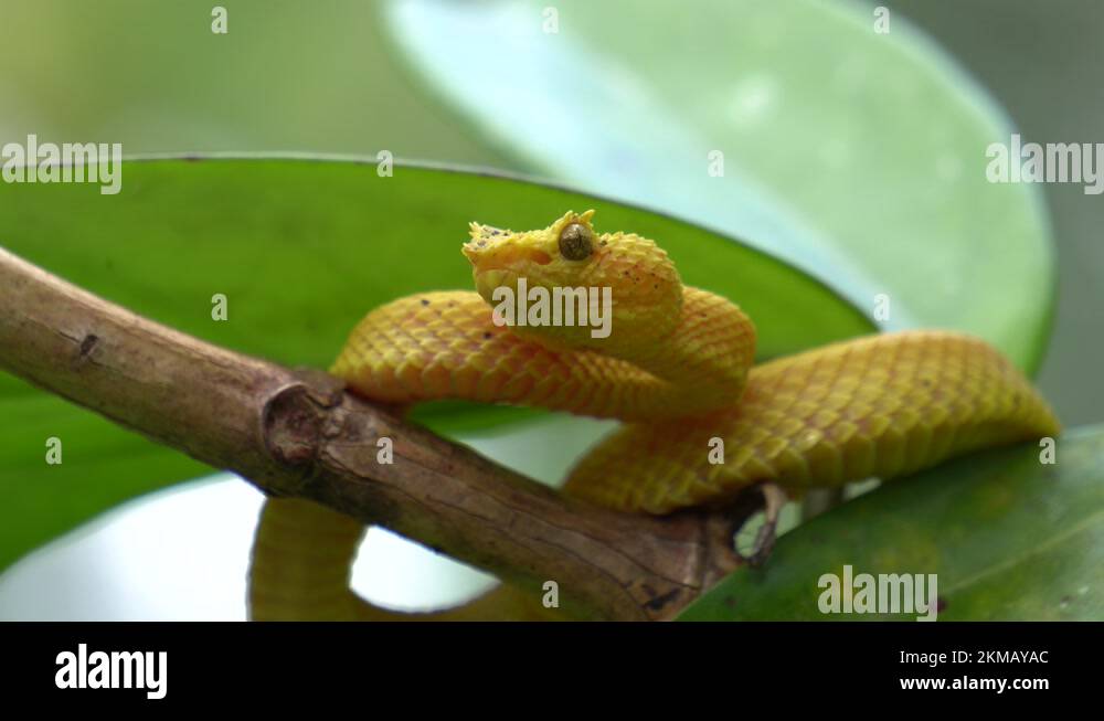 A yellow snake (Bothriechis schlegelii or eyelash viper), standing ...