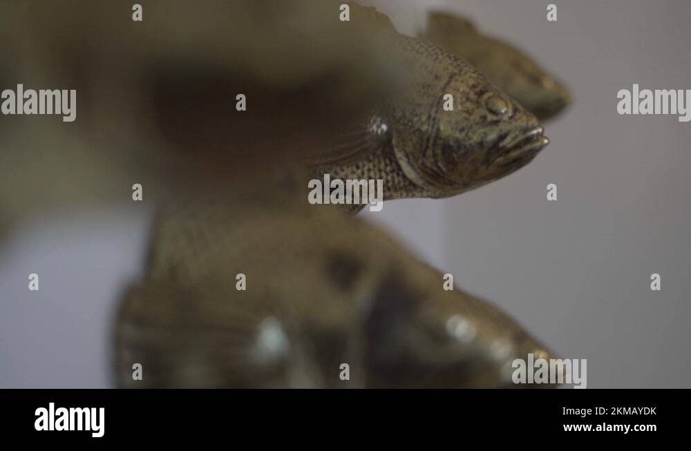Fish faces Stock Videos & Footage - HD and 4K Video Clips - Alamy