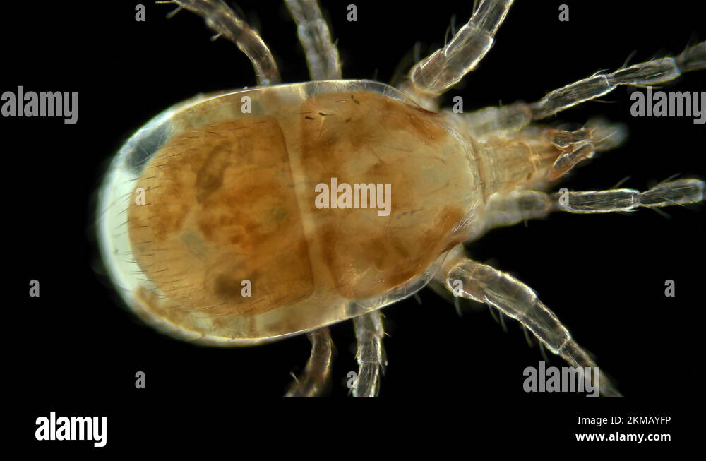 Predatory mite (acari) under a microscope, Parasitidae family Stock ...