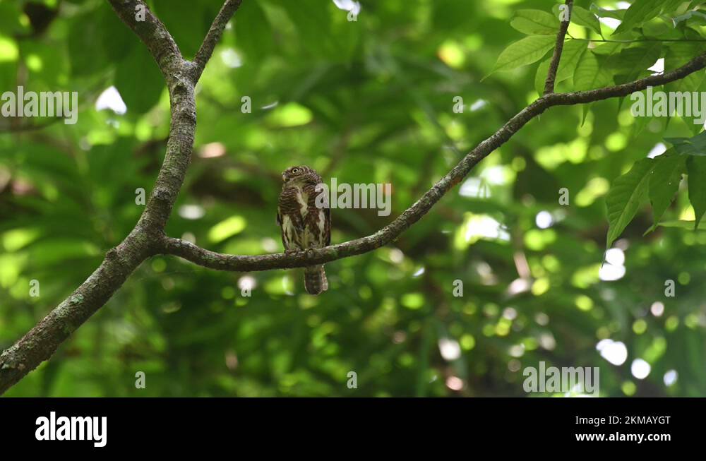 Collared Pygmy Owlet, Taenioptynx brodiei, Kaeng Krachan, Thailand ...