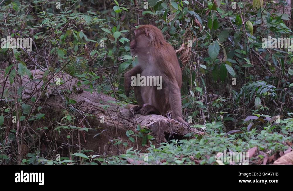 Assamese mammals Stock Videos & Footage - HD and 4K Video Clips - Alamy