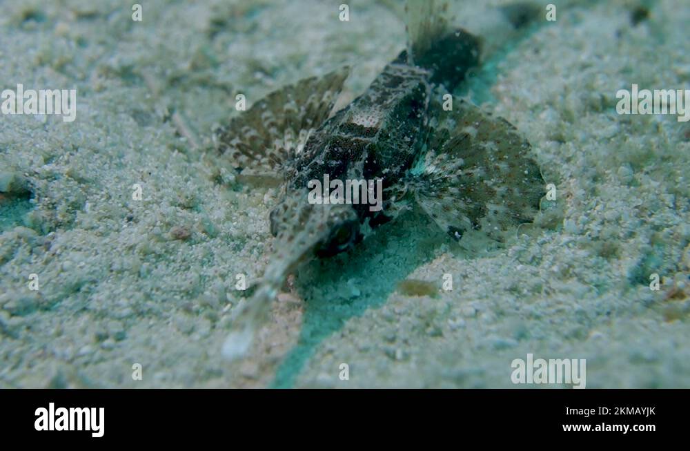 Adult Slender Seamoth Pegasus Volitans Hides in Plain Sight on Ocean ...