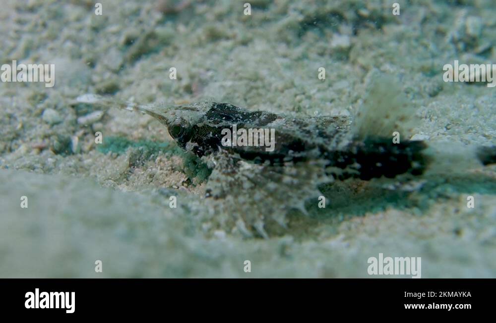 Ocean creature Stock Videos & Footage - HD and 4K Video Clips - Alamy