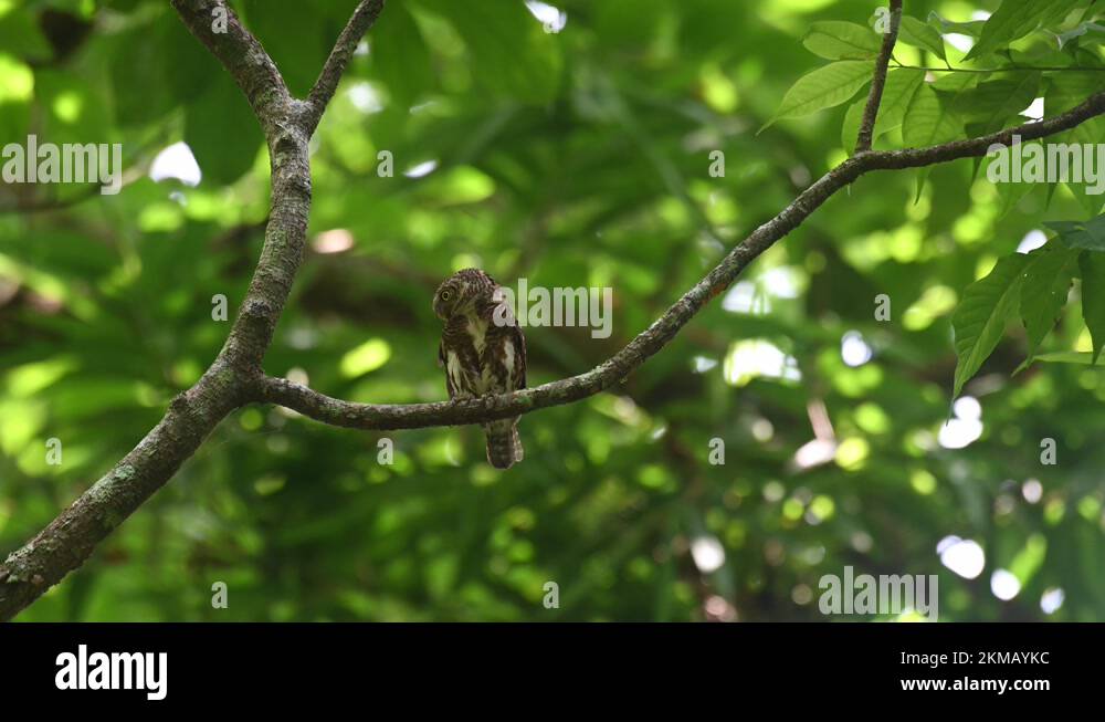 Pygmy owls Stock Videos & Footage - HD and 4K Video Clips - Alamy