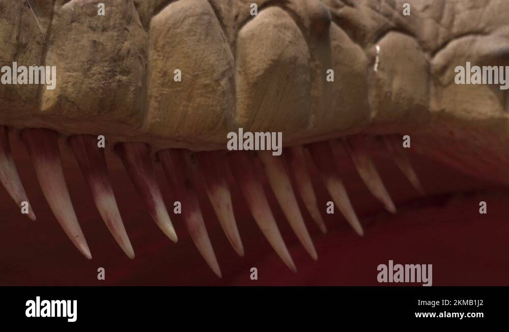 Dinosaur mouth teeth Stock Videos & Footage - HD and 4K Video Clips - Alamy