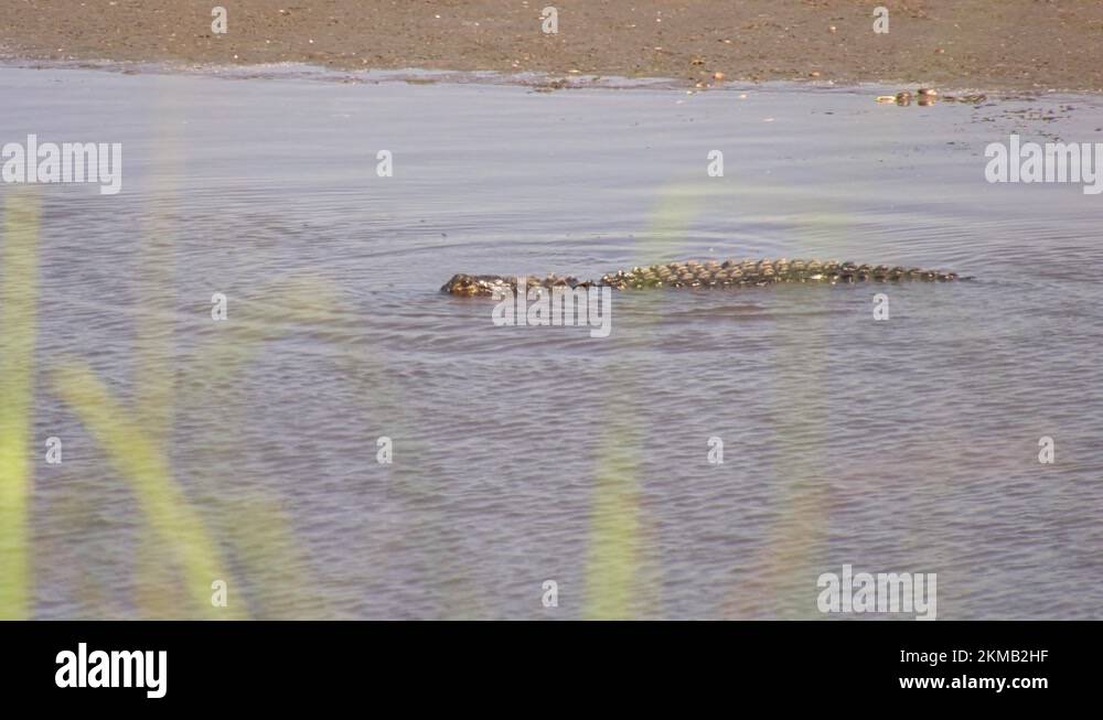 American alligator grabbing grabs and small fish out of the water Stock ...